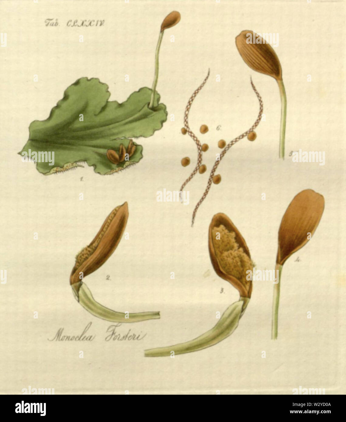 Monoclea forsteri Hook 1820 Stock Photo - Alamy