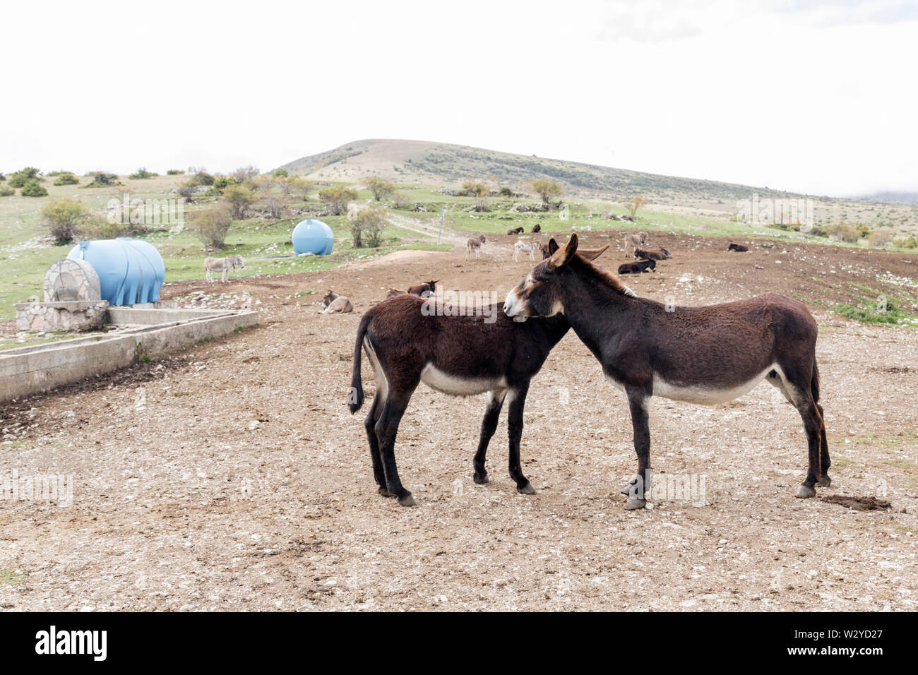 Two Sweet Donkeys Kissing Each Other in The Mountains Stock Photo - Alamy
