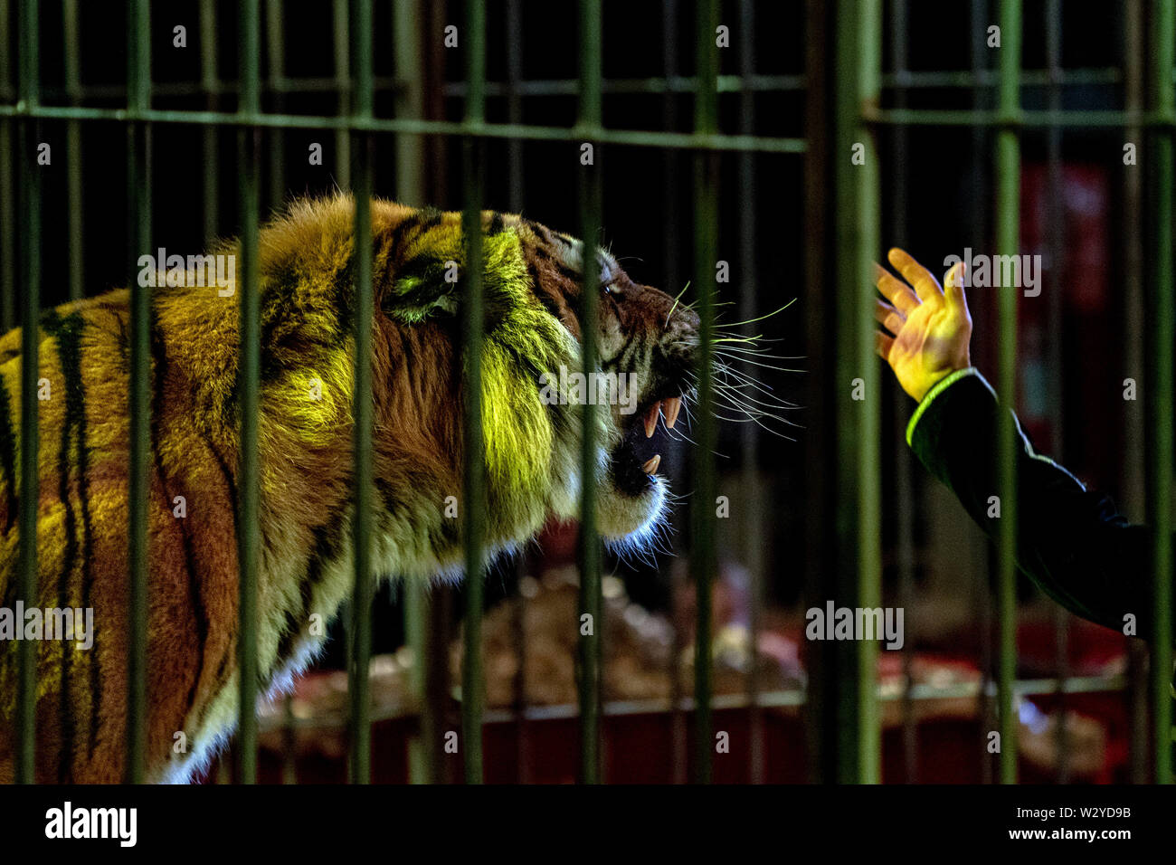 Circus show tiger tamer hi-res stock photography and images - Alamy