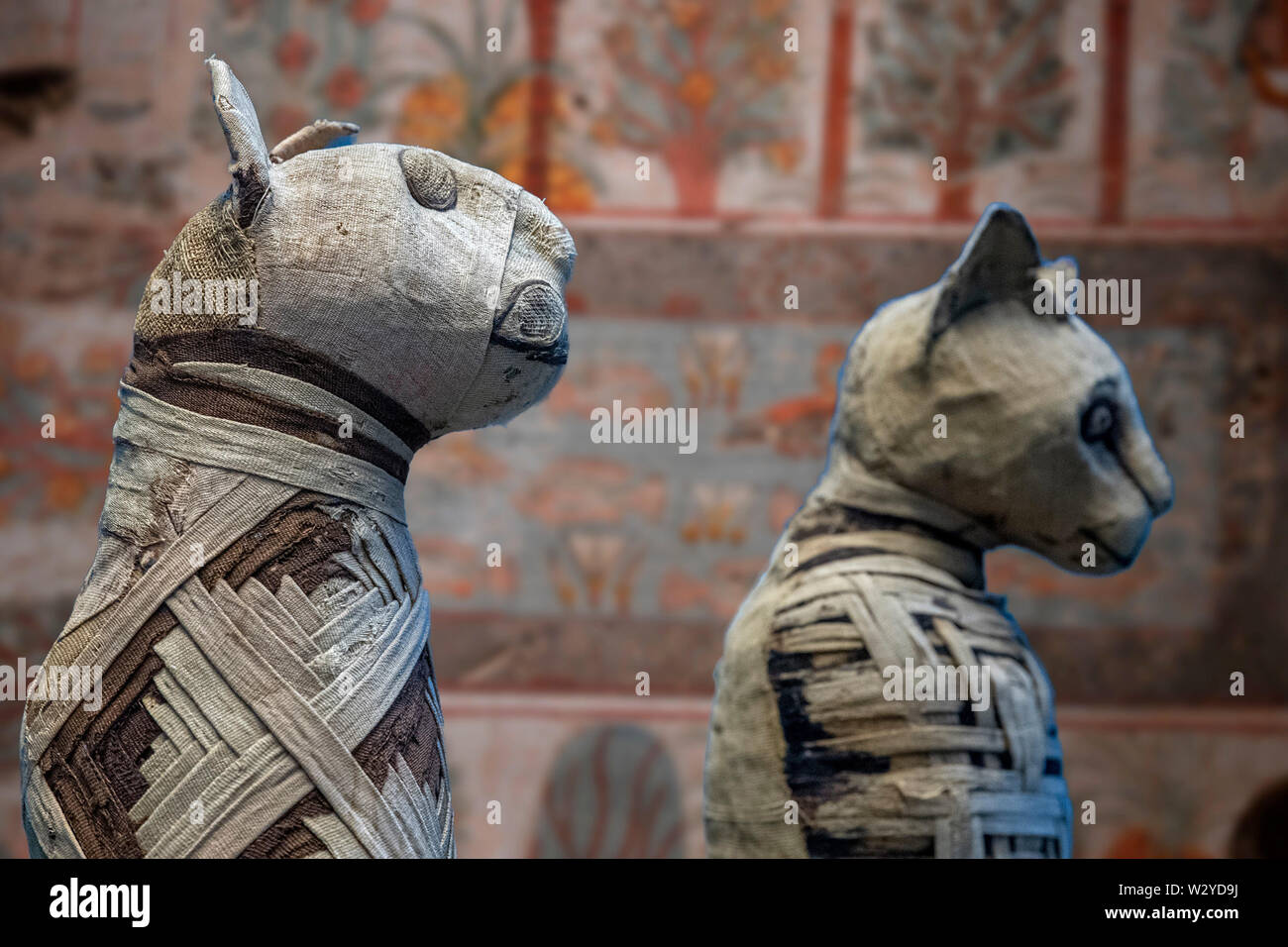 Egypt cat Mummified mummy egyptian in a tomb pyramid Stock Photo - Alamy