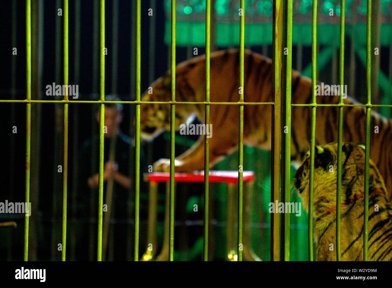 Circus show tiger tamer hi-res stock photography and images - Alamy