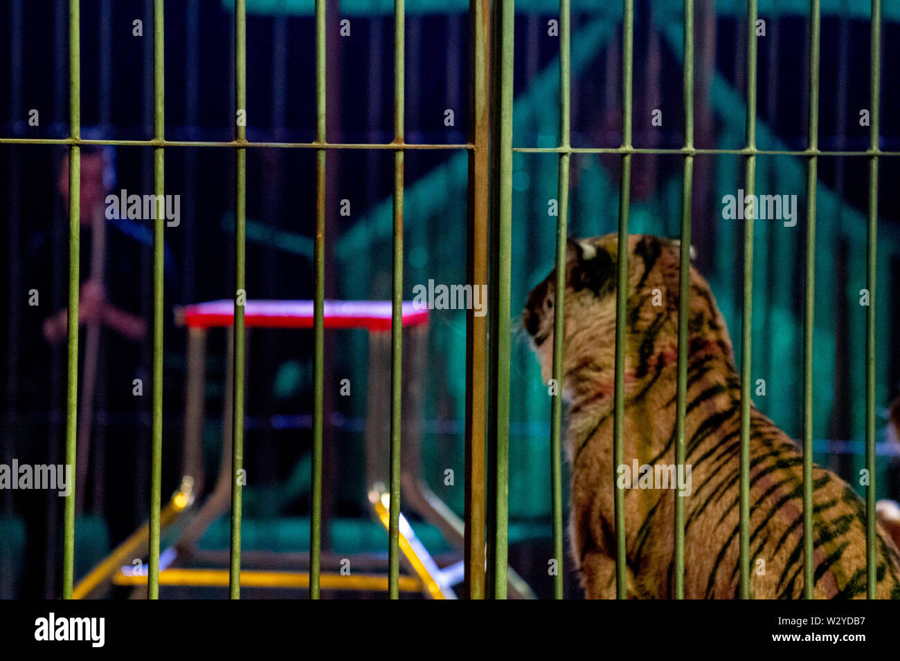 Circus show tiger tamer hi-res stock photography and images - Alamy