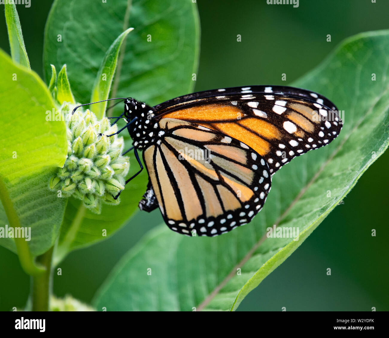 A Monarch butterfly sitting on a milkweed plant in a forest meadow in ...