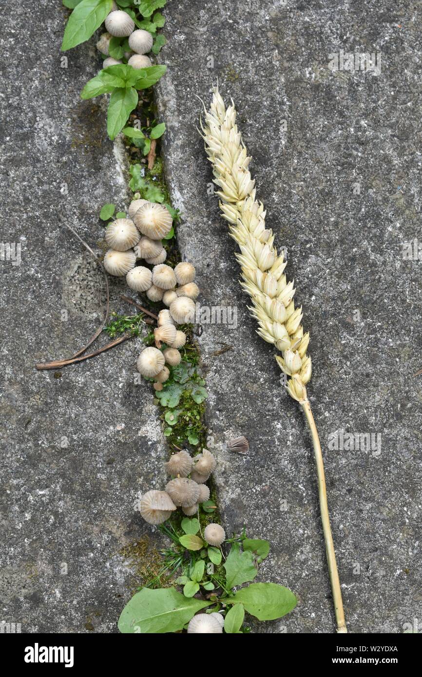 Wheat and mushrooms Stock Photo - Alamy