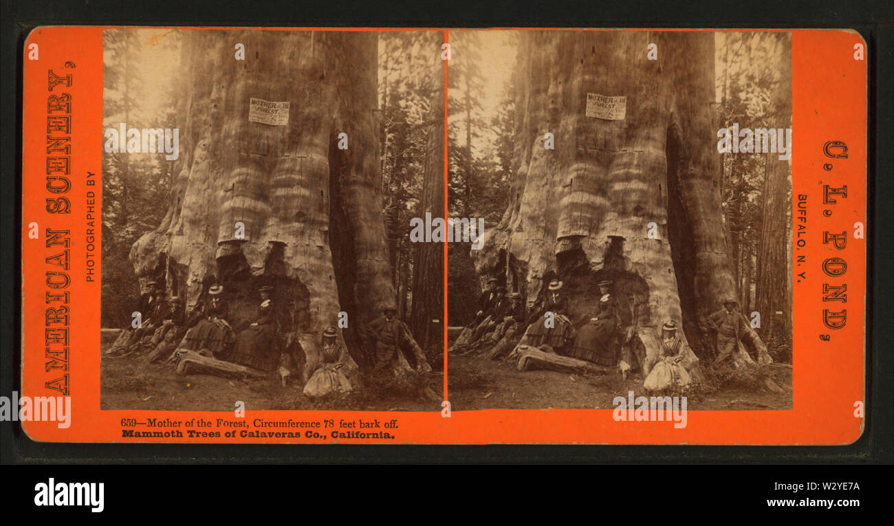 Mother of the Forest, Circumference 78 feet bark off Mammoth Trees of ...
