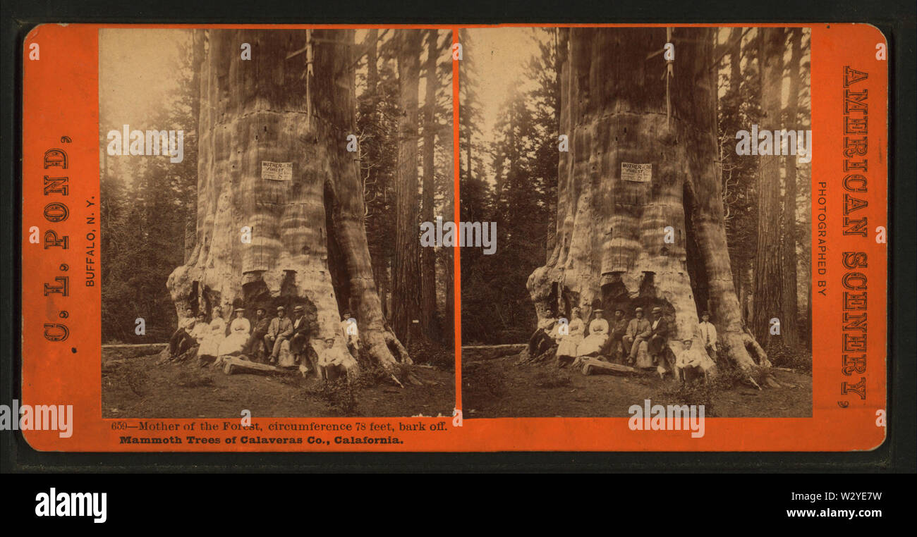 Mother of the Forest, Circumference 78 feet bark off Mammoth Trees of ...