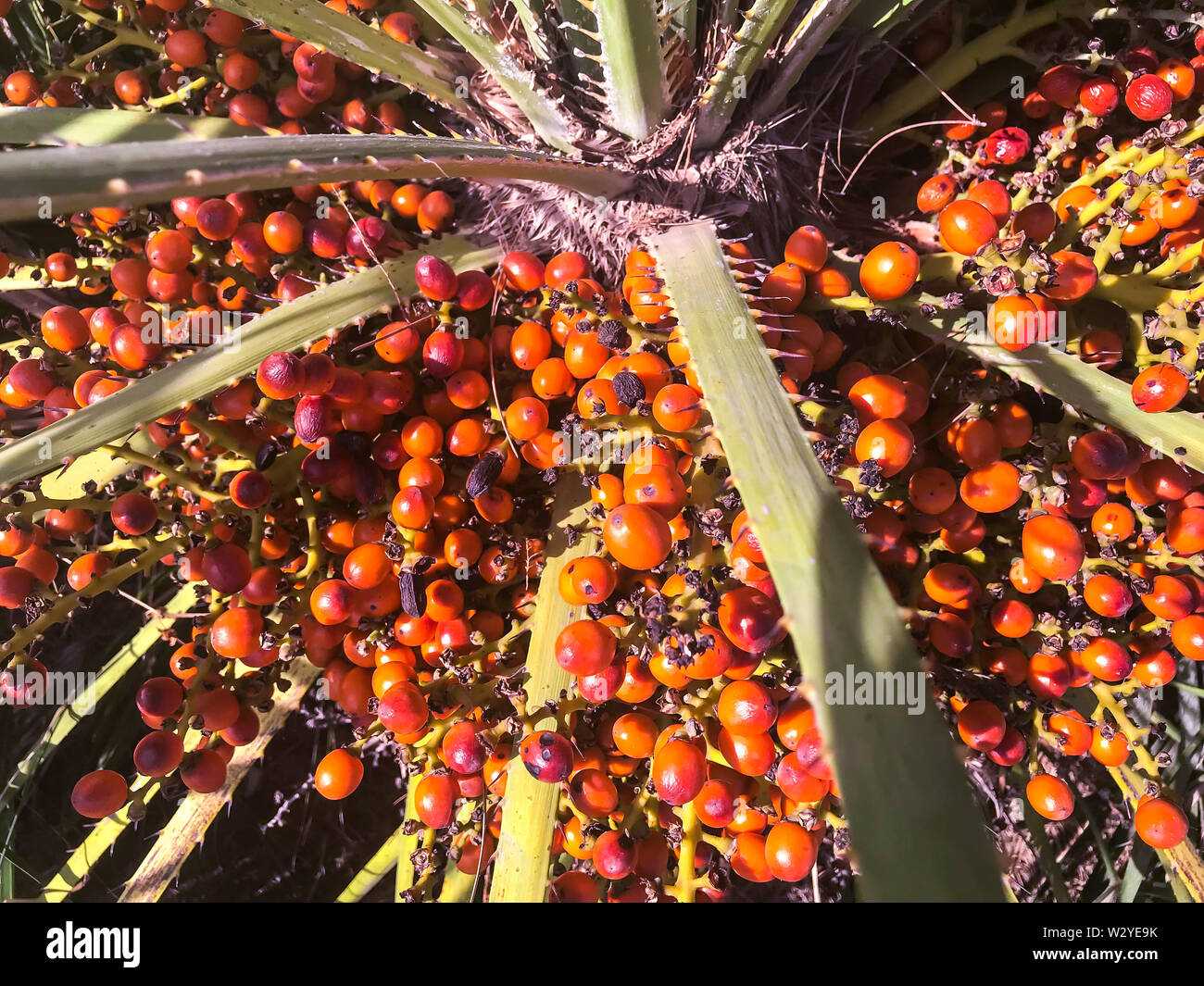Tropical palm tree with orange fruits Stock Photo - Alamy Tropical palm tree with orange fruits Stock Photo - Alamy