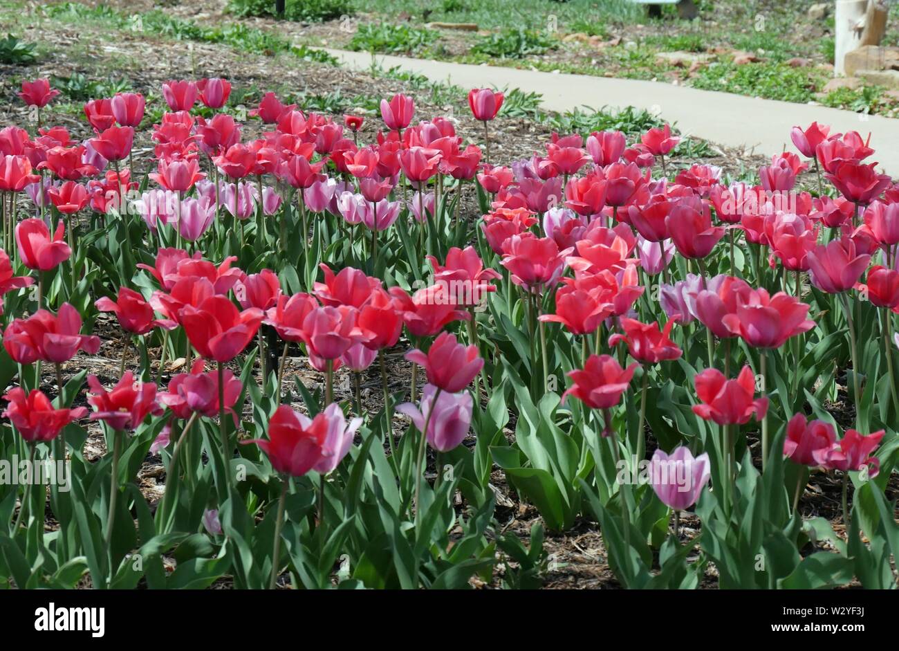 Medium wide view of blooming red and pink tulips in a garden by a ...