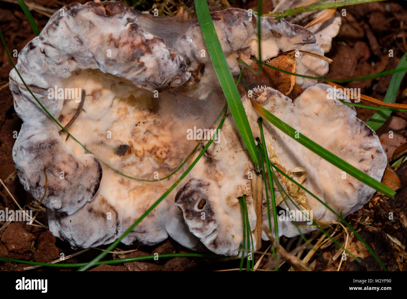 Blue green hi-res stock photography and images - Alamy