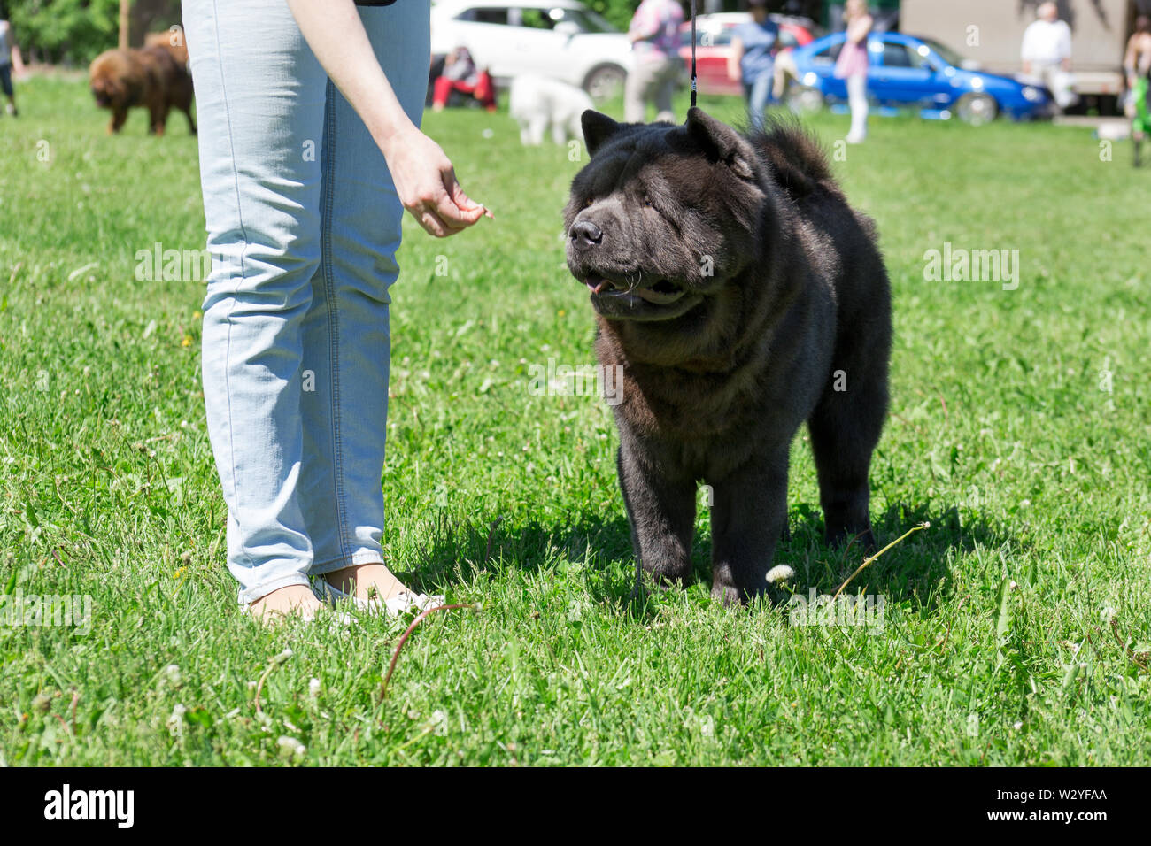 Owner is feeding its chow chow. Cute chow is standing on a green grass ...