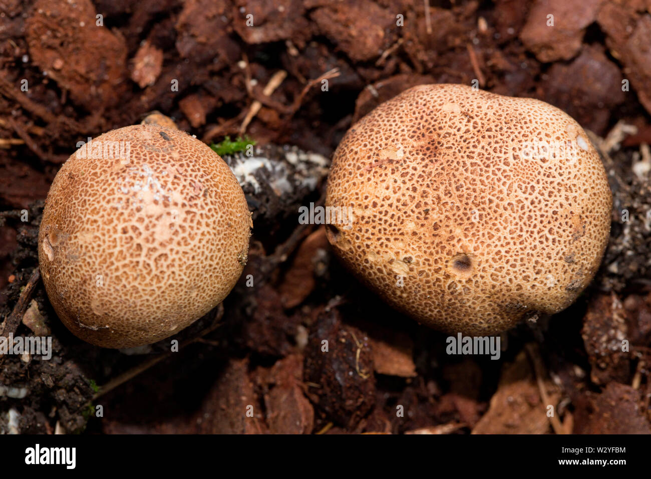 Mushroom earthball fungus hi-res stock photography and images - Alamy