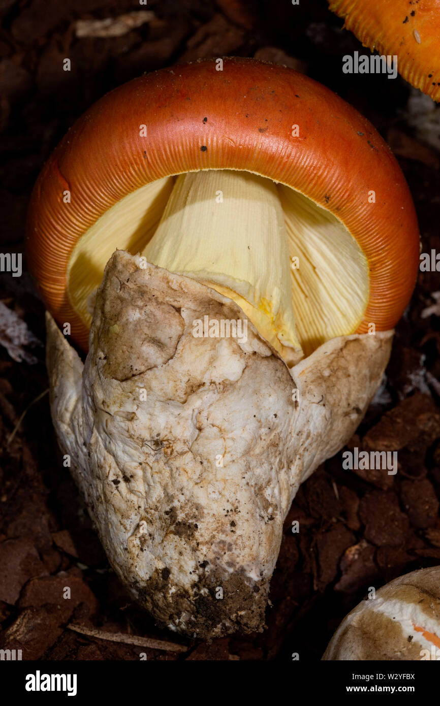 Caesars mushroom hi-res stock photography and images - Alamy