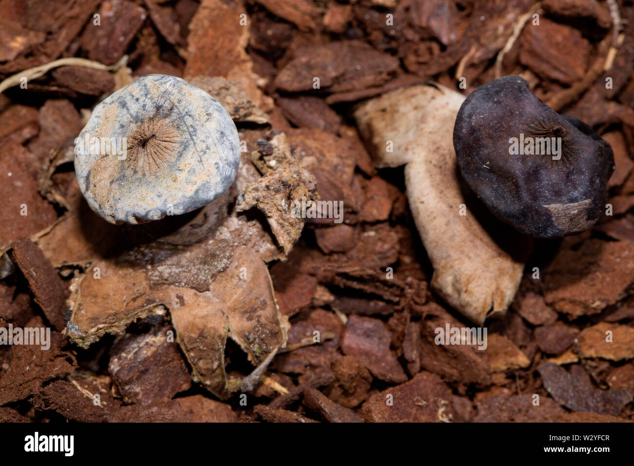 Striatum hi-res stock photography and images - Alamy