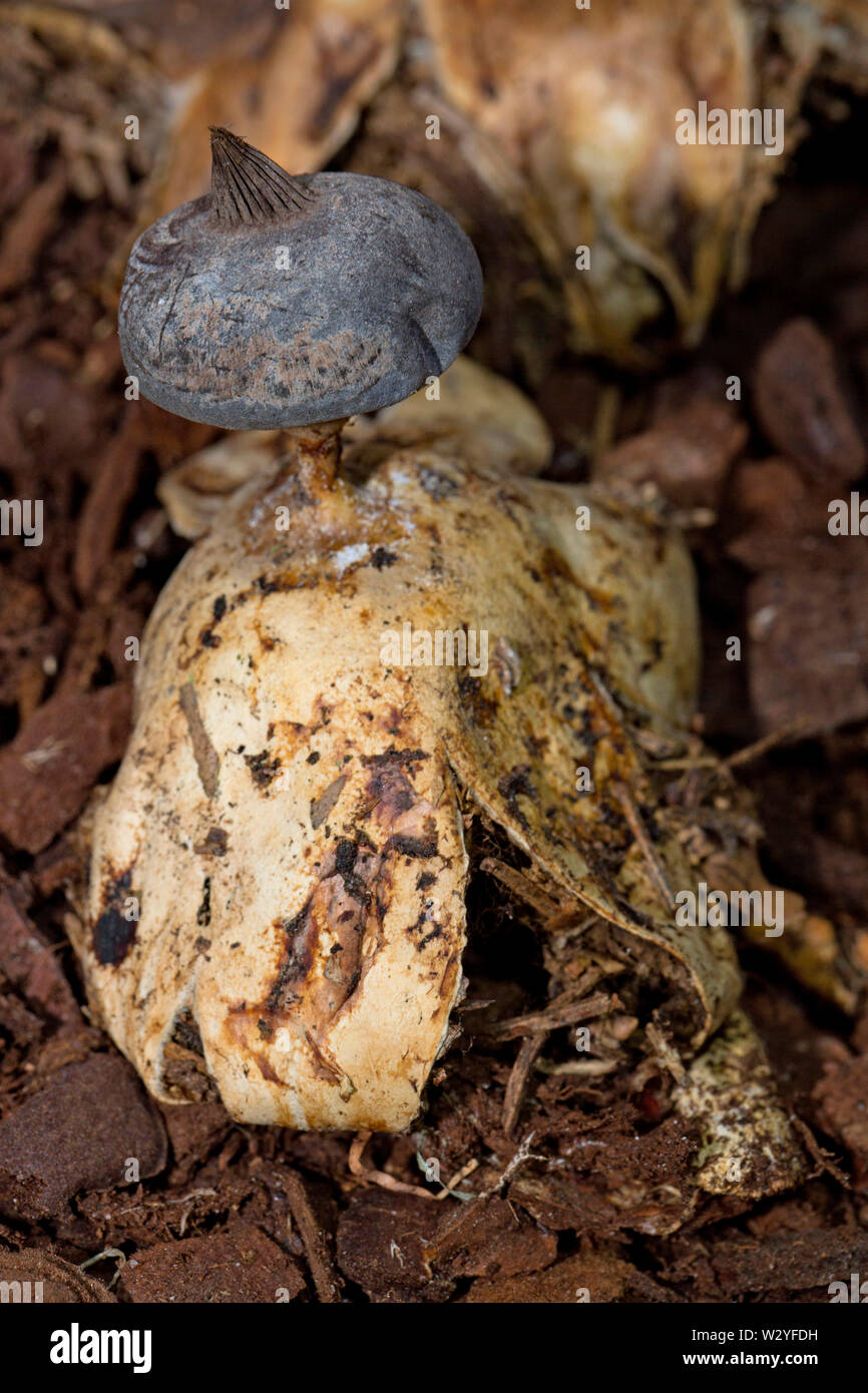 Beaked earthstar hi-res stock photography and images - Alamy
