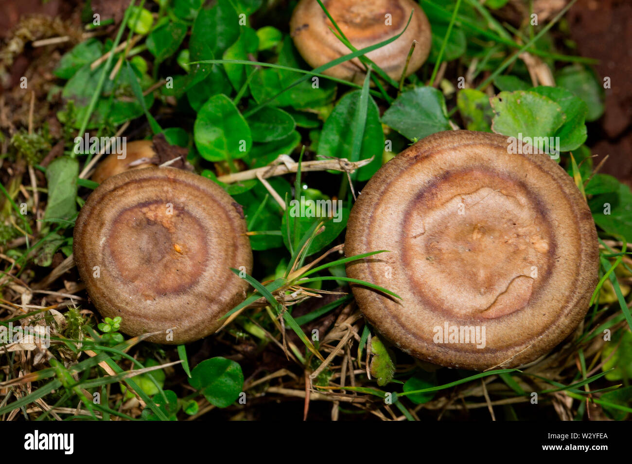 fire-milk lactarius, (Lactarius pyrogalus Stock Photo - Alamy