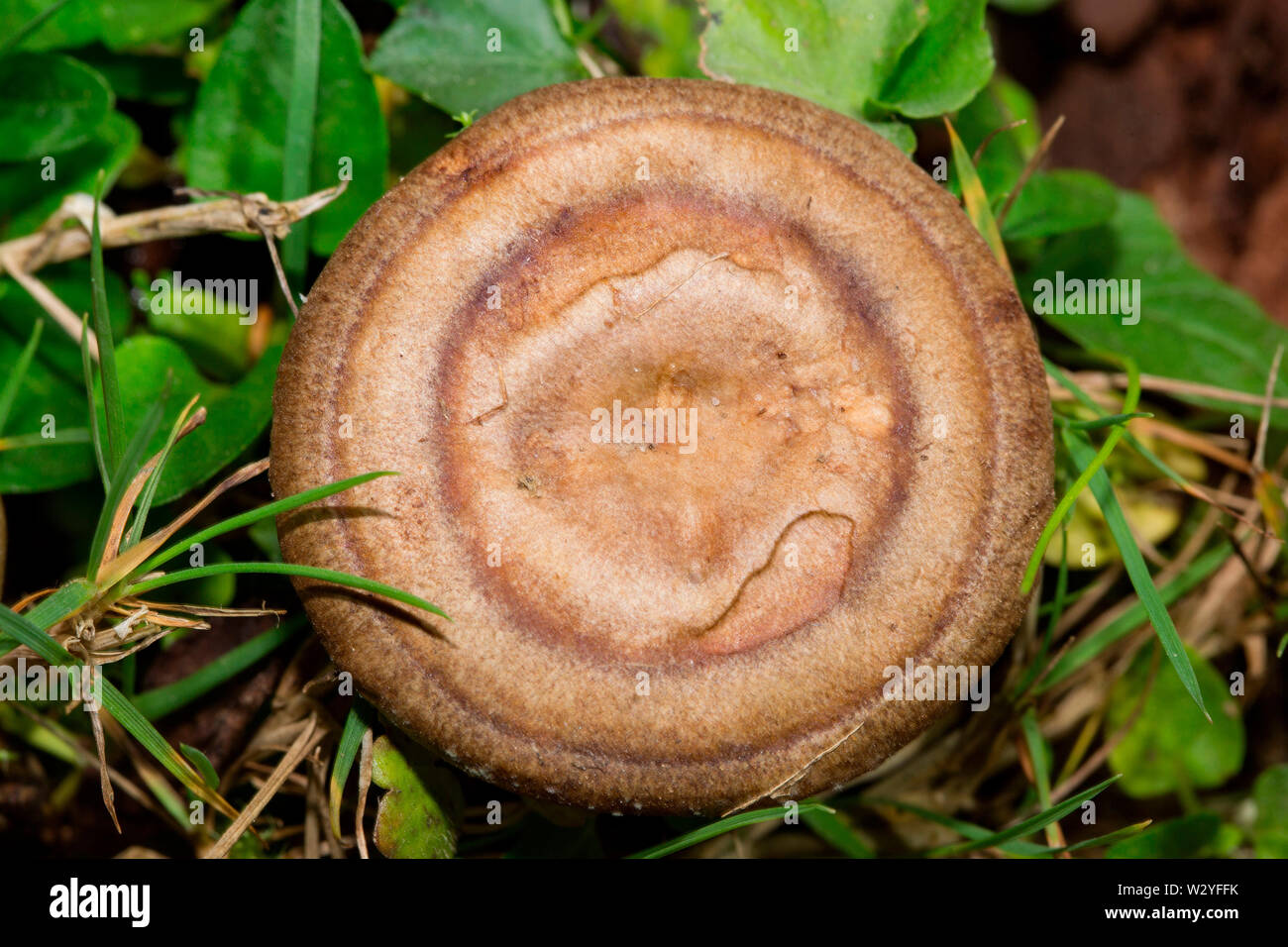 fire-milk lactarius, (Lactarius pyrogalus Stock Photo - Alamy