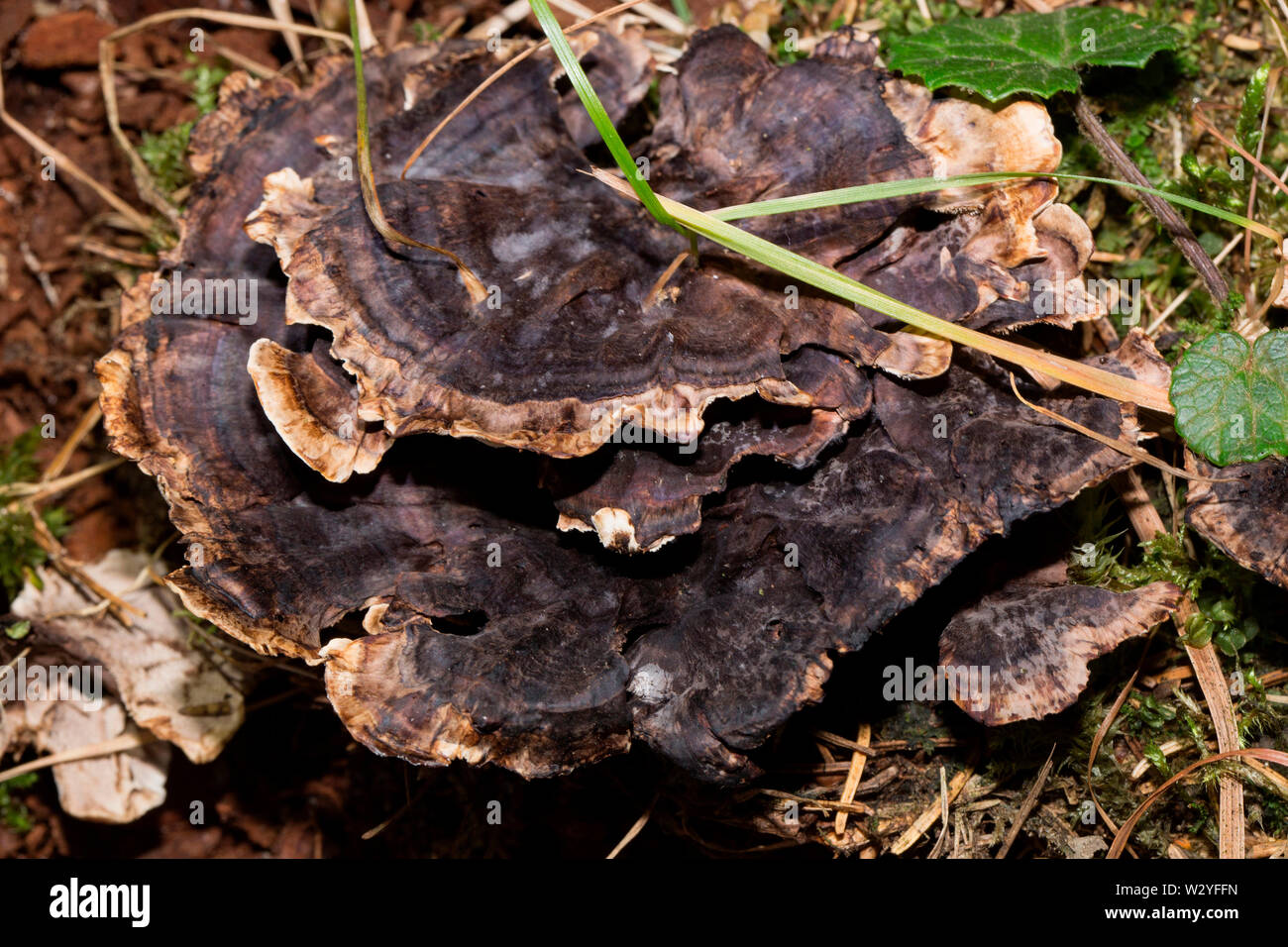 grey tooth fungus, (Phellodon melaleucus Stock Photo - Alamy