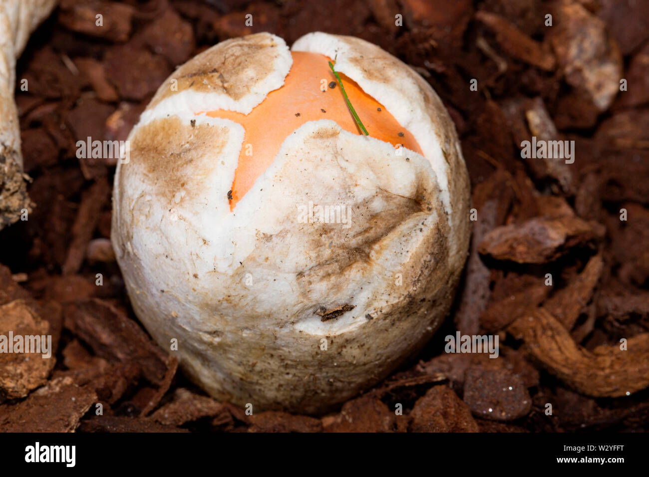 Caesar's mushroom, (Amanita caesarea Stock Photo - Alamy
