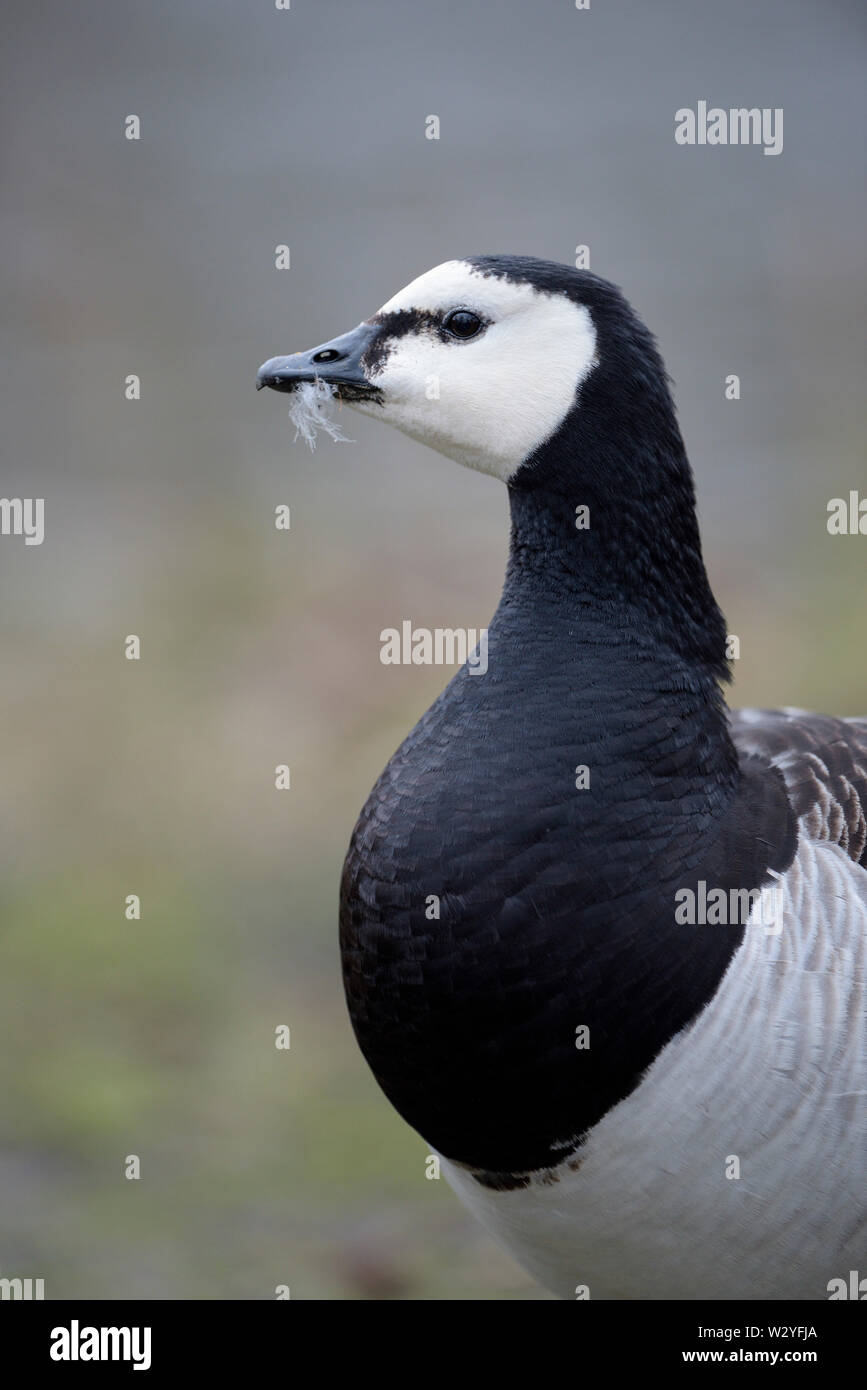 Barnacle goose barnacle geese hi-res stock photography and images - Alamy