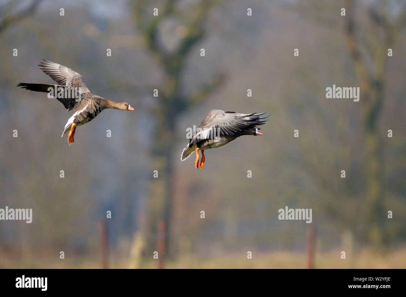 White-fronted goose, couple in flight, february, Dingdener Heide, North ...