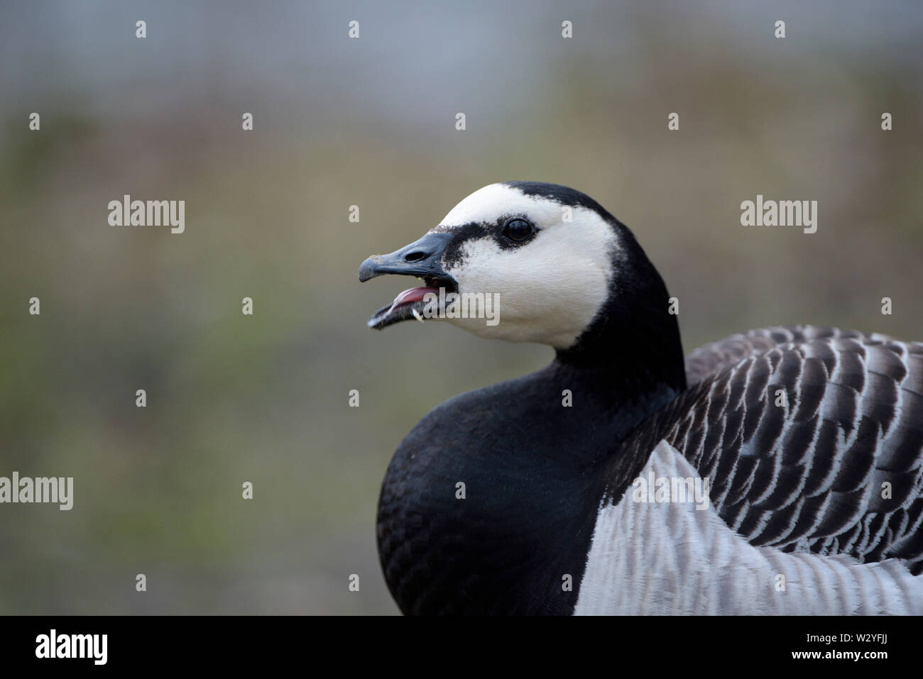 Barnacle Goose, march, North Rhine-Westphalia, Germany, (Branta ...