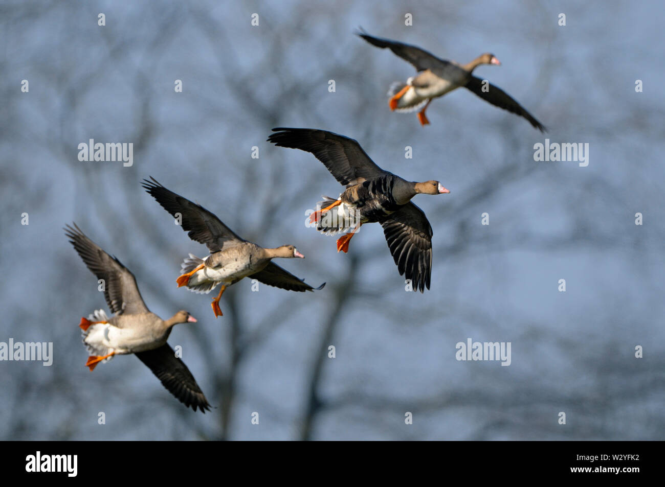Group of birds in flight hi-res stock photography and images - Alamy