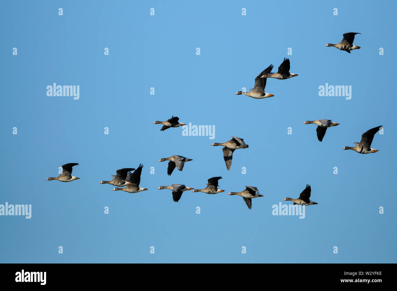 White-fronted goose, in flight, march, Dingdener Heide, North Rhine ...