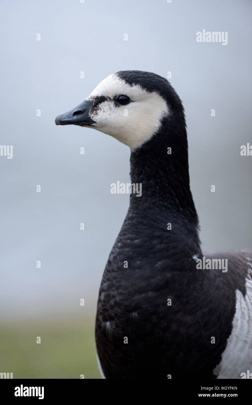 Barnacle Goose, march, North Rhine-Westphalia, Germany, (Branta ...