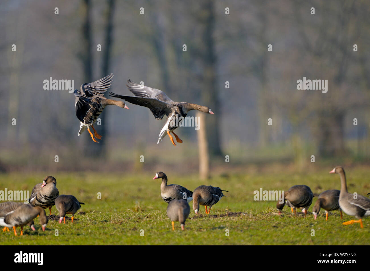 White-fronted goose, couple in flight, february, Dingdener Heide, North ...