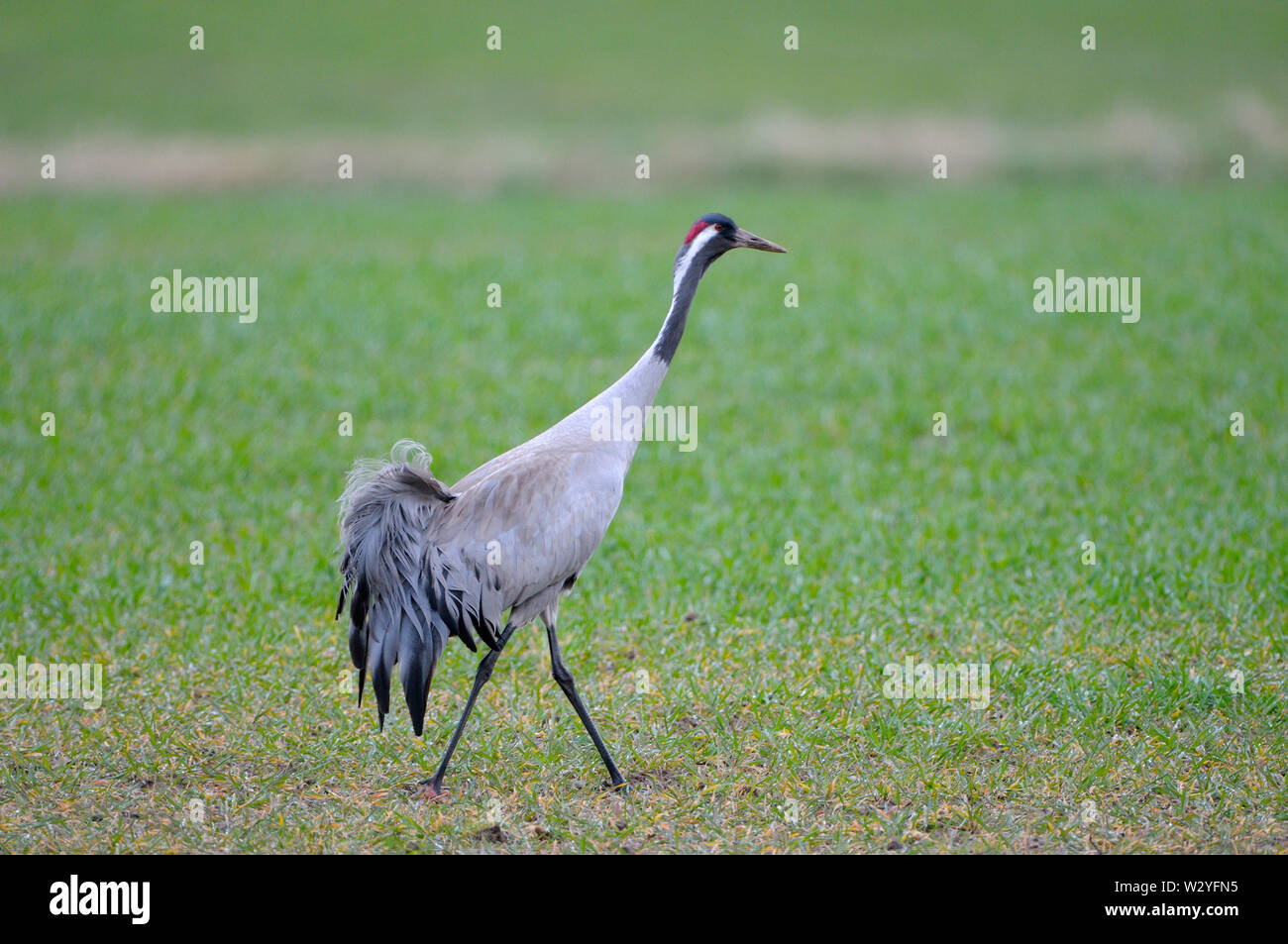 Crane color hi-res stock photography and images - Alamy