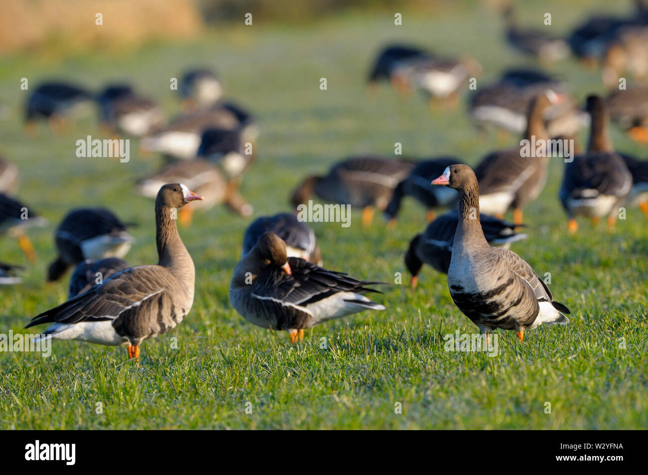 10 geese hi-res stock photography and images - Alamy