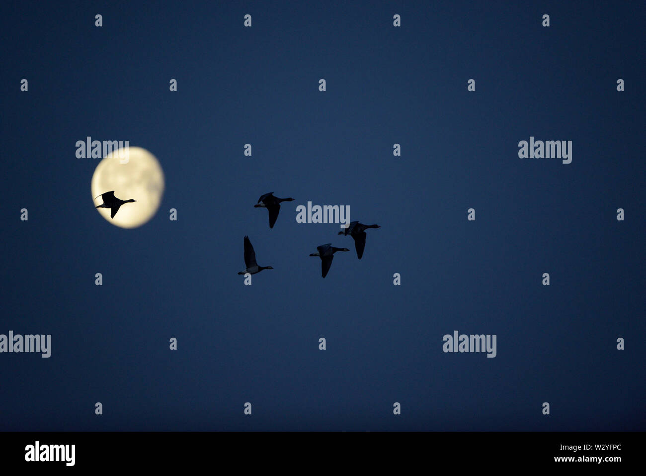 Flying goose moon hi-res stock photography and images - Alamy