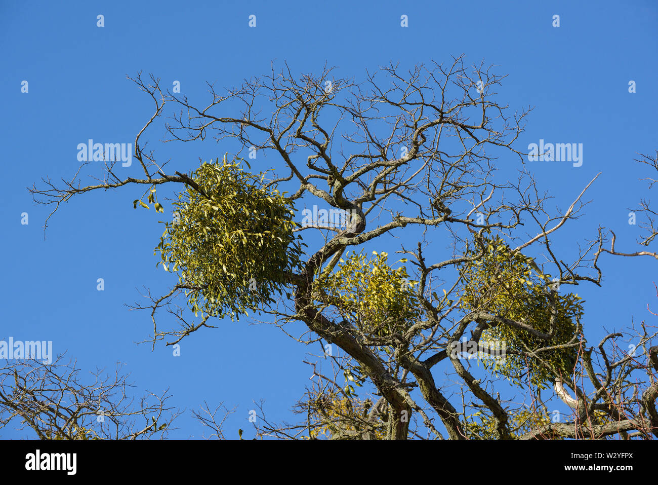 Common mistletoe, april, Gross Quassow, Mecklenburg-Vorpommern, Germany ...