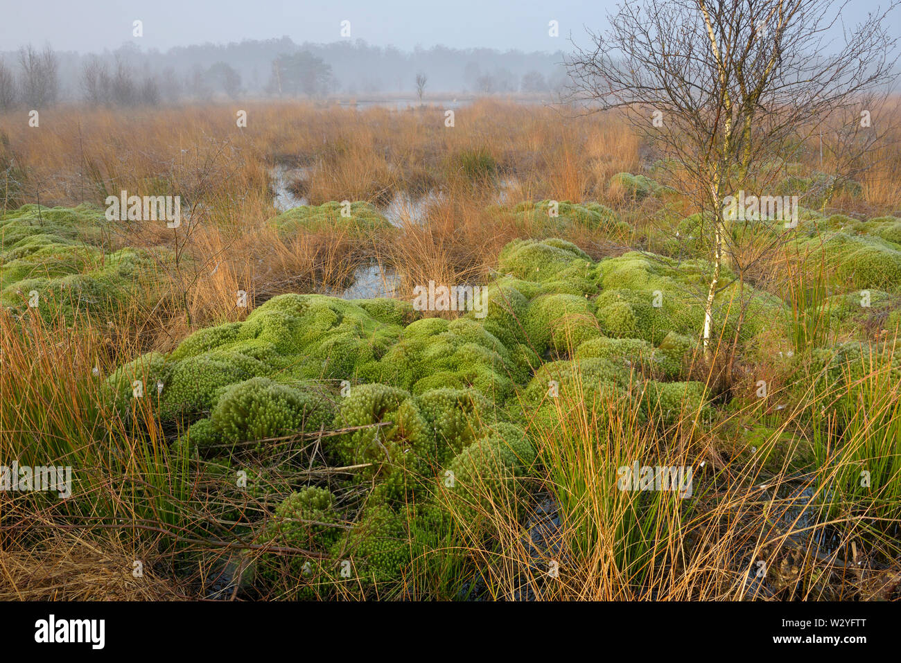 Fen landscapes hi-res stock photography and images - Alamy