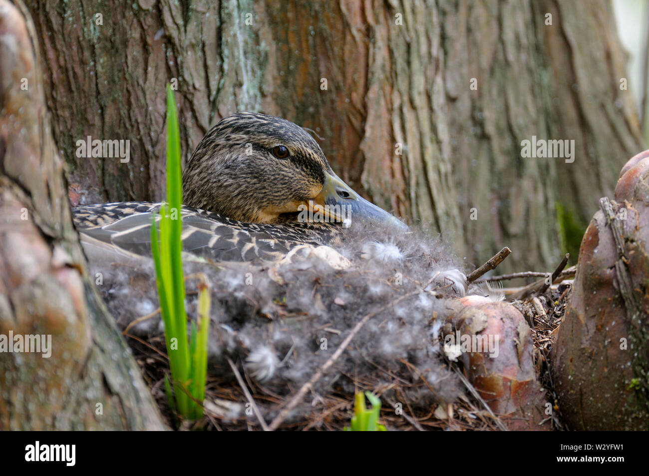 Mallard duck eggs hi-res stock photography and images - Alamy