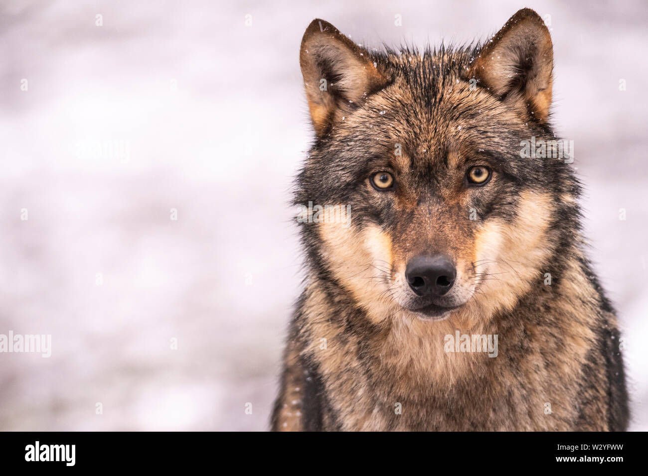 Wolf front view hi-res stock photography and images - Alamy