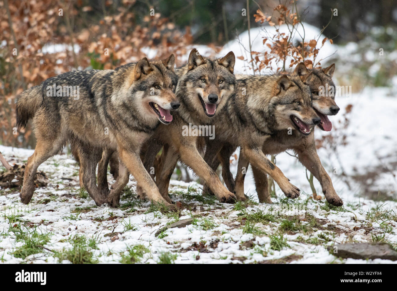 Canis lupus hi-res stock photography and images - Alamy