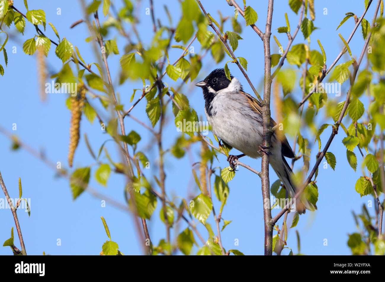 Bunting buntings bird songbird hi-res stock photography and images - Alamy