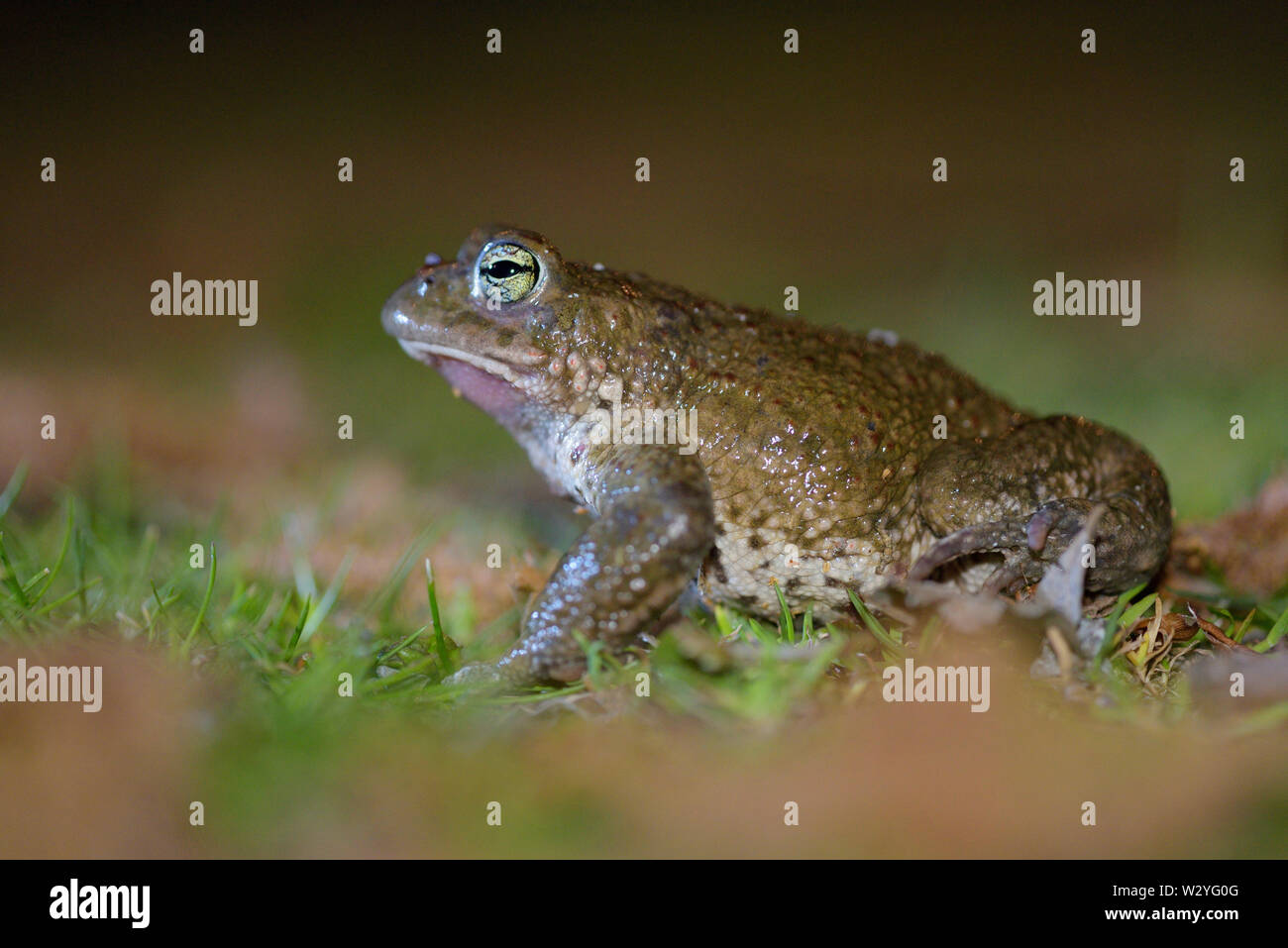 Natterjack toads hi-res stock photography and images - Alamy