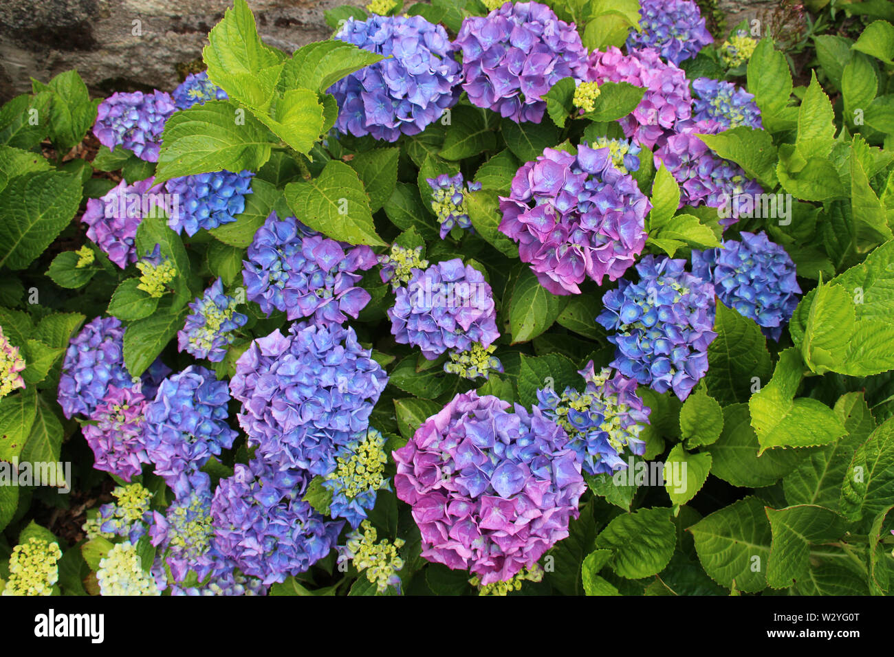 hydrangeas in daoulas in brittany (France Stock Photo - Alamy