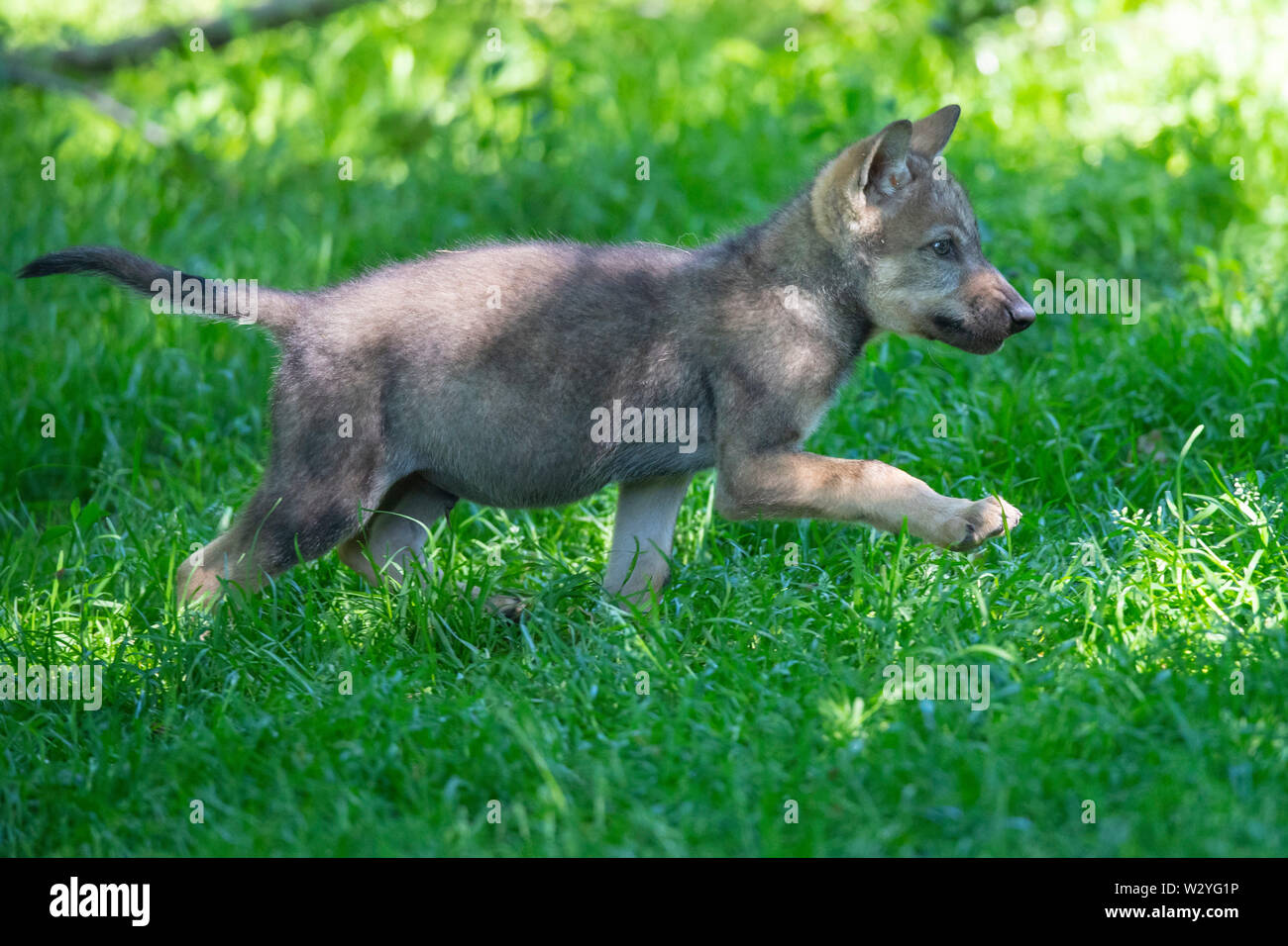 Side view of wolf hi-res stock photography and images - Alamy