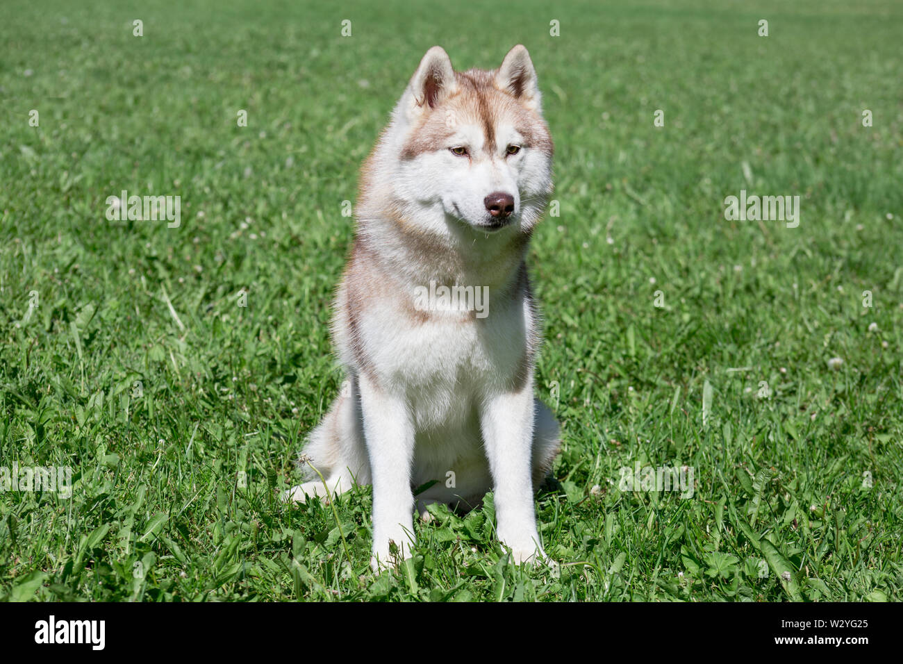 Sable siberian husky puppy is sitting on a green meadow in the park ...