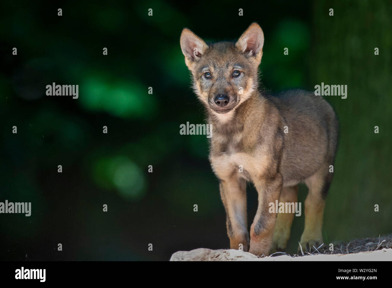 Wolf cub, Canis lupus Stock Photo - Alamy