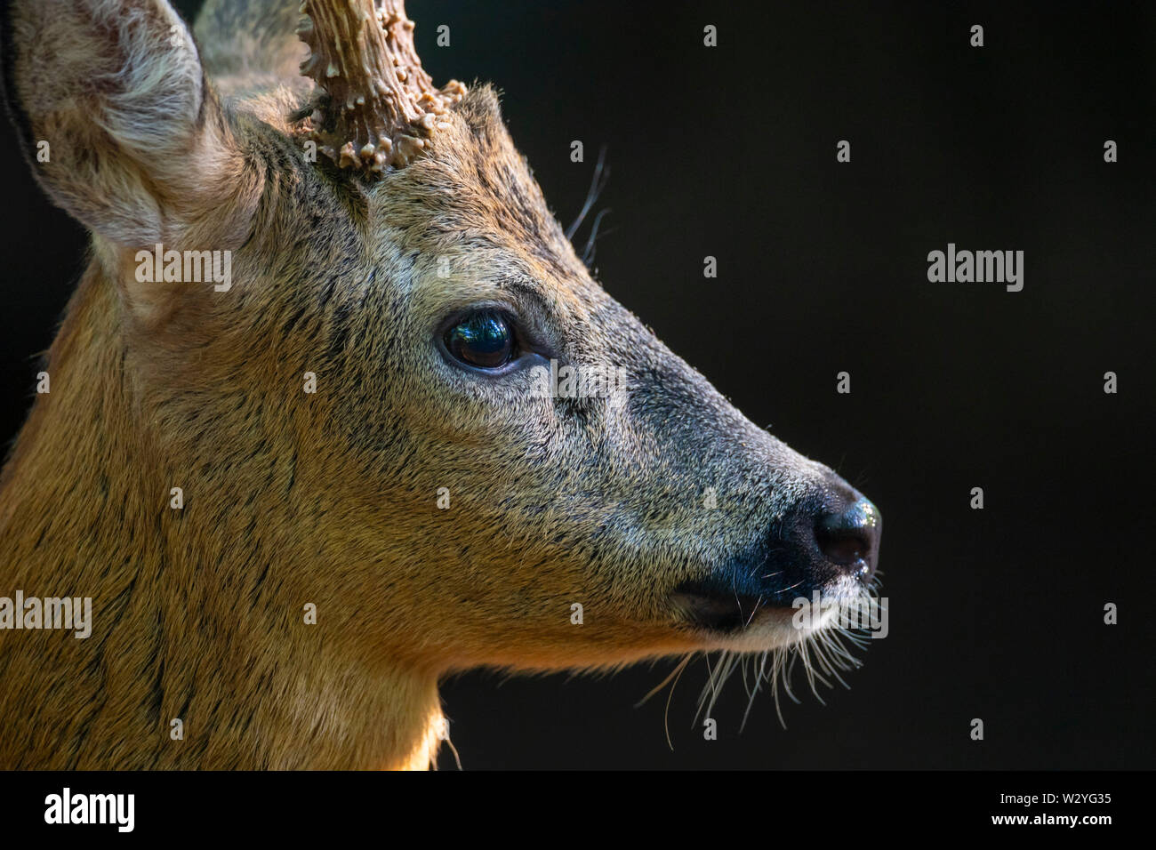 Deer side view hi-res stock photography and images - Alamy