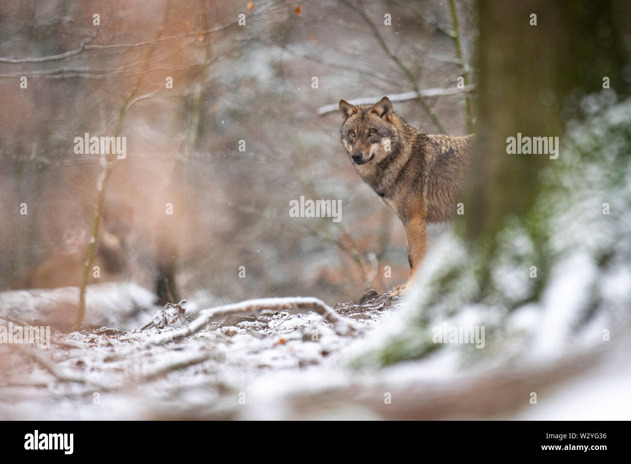 Side view of wolf hi-res stock photography and images - Alamy