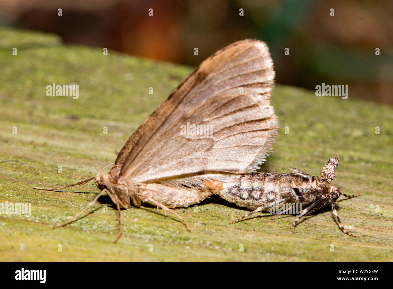 northern winter moth, mating, male, female, (Operophtera fagata Stock ...