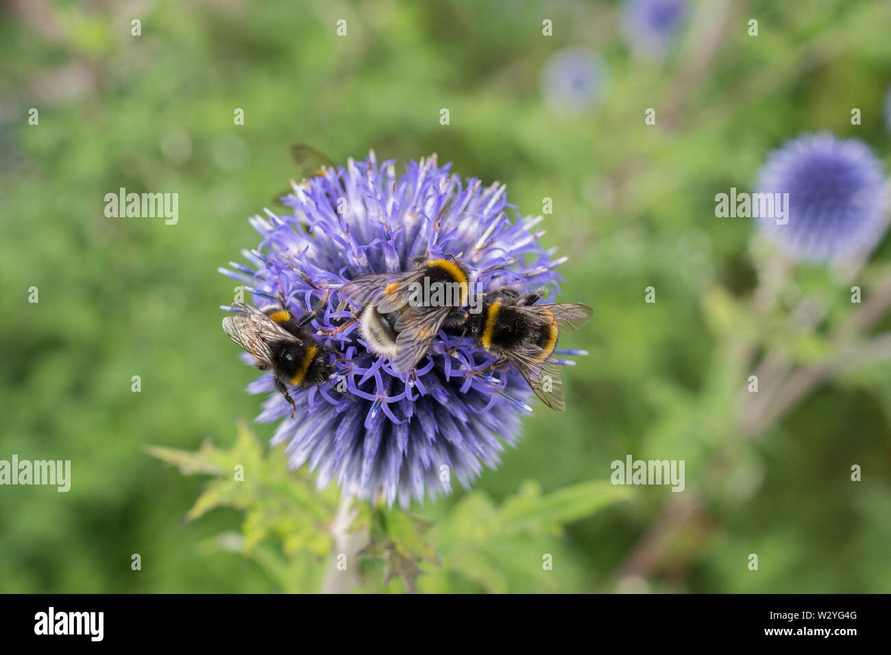 Globe thistle insects hi-res stock photography and images - Alamy