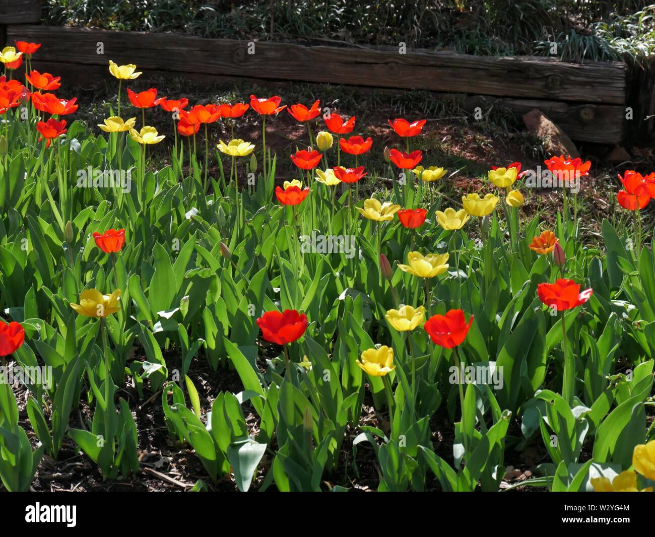 Patch of blooming red and yellow tulips Stock Photo - Alamy