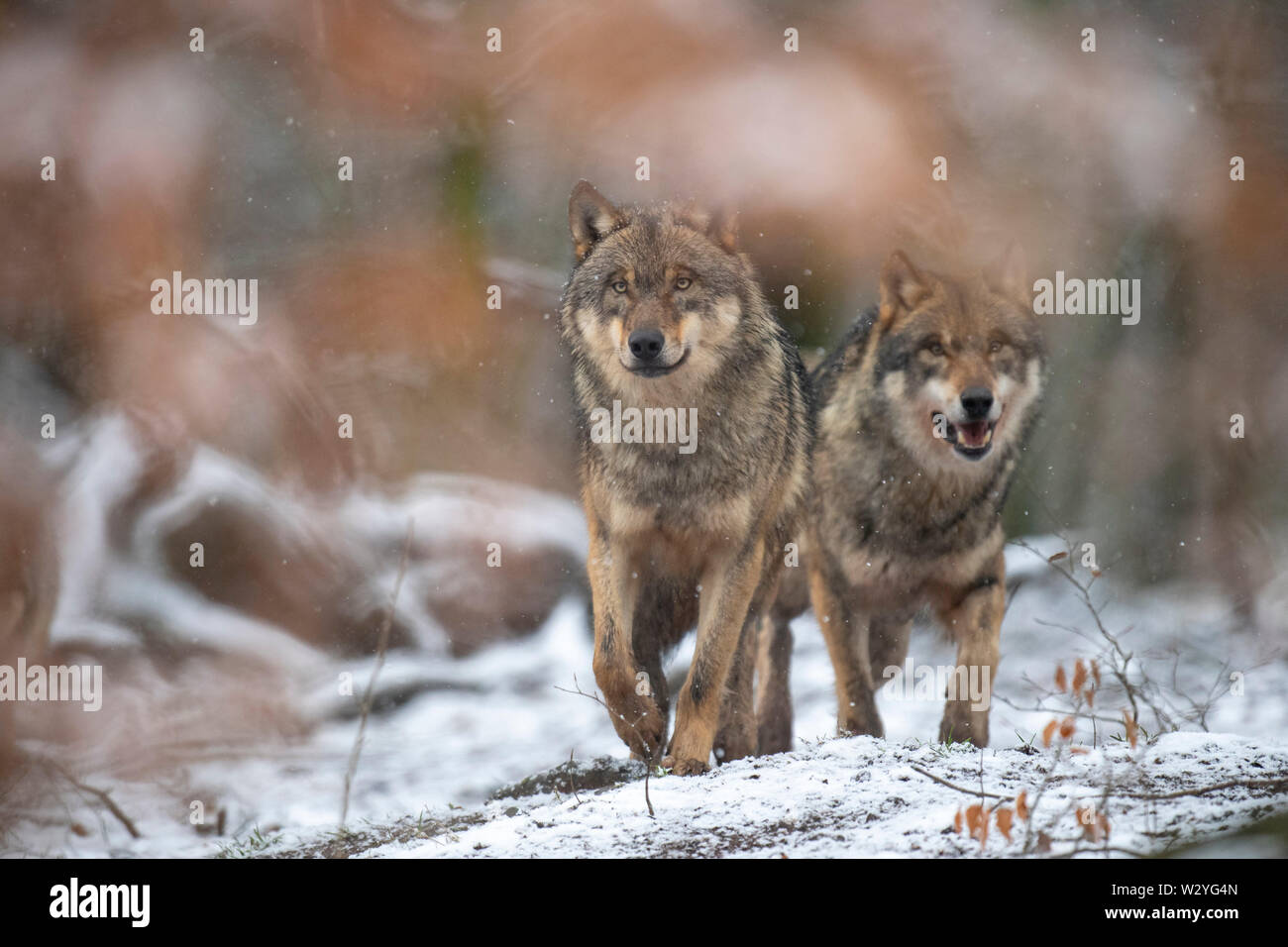 Wolves hi-res stock photography and images - Alamy