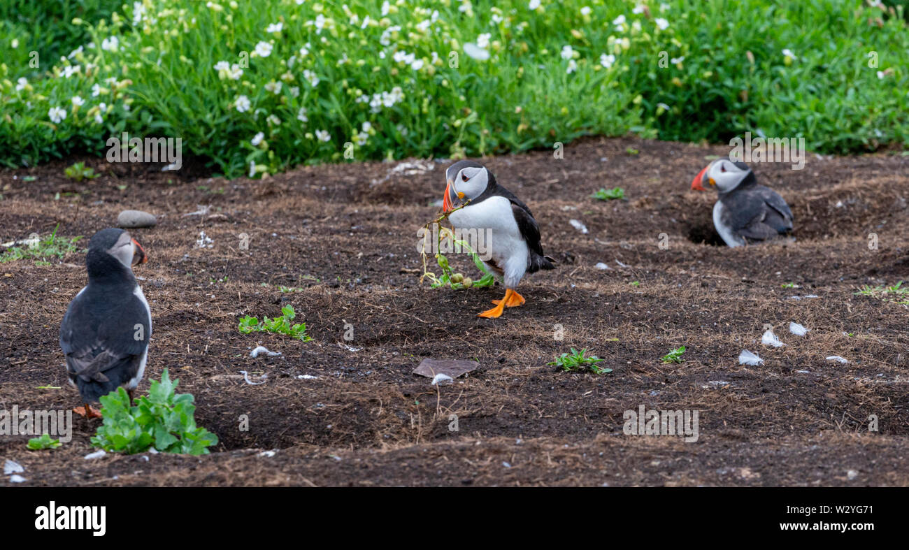 Adult puffin collecting nesting material Stock Photo - Alamy